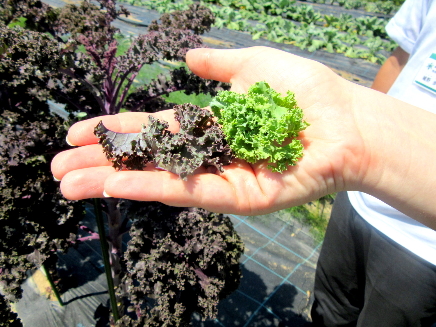 Making Ichinoseki a huge producer of Western vegetables! | Iwate & the ILC