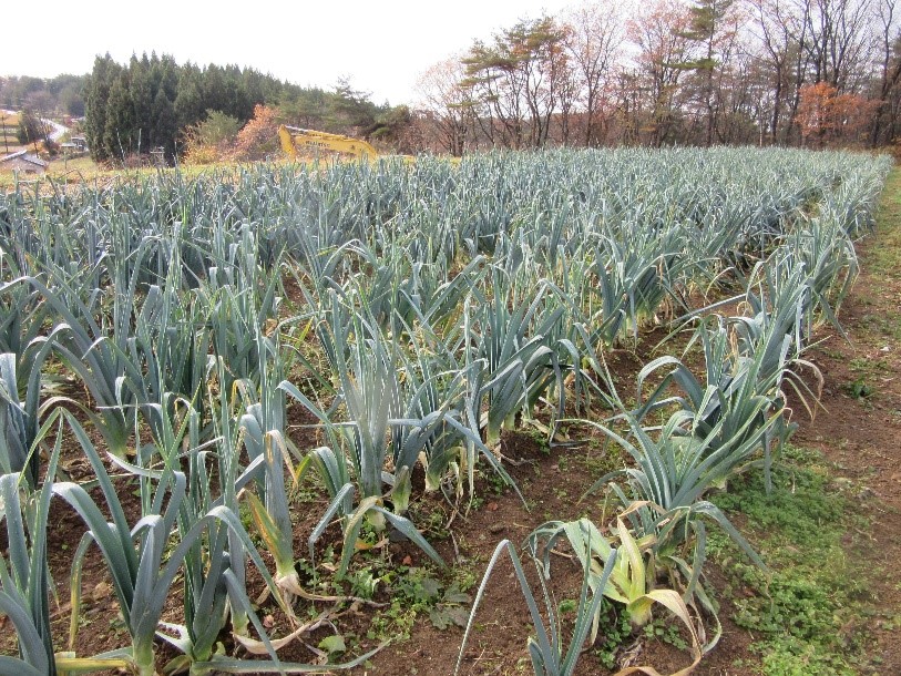Let‘s spread western vegetables in Iwate! | Iwate & the ILC