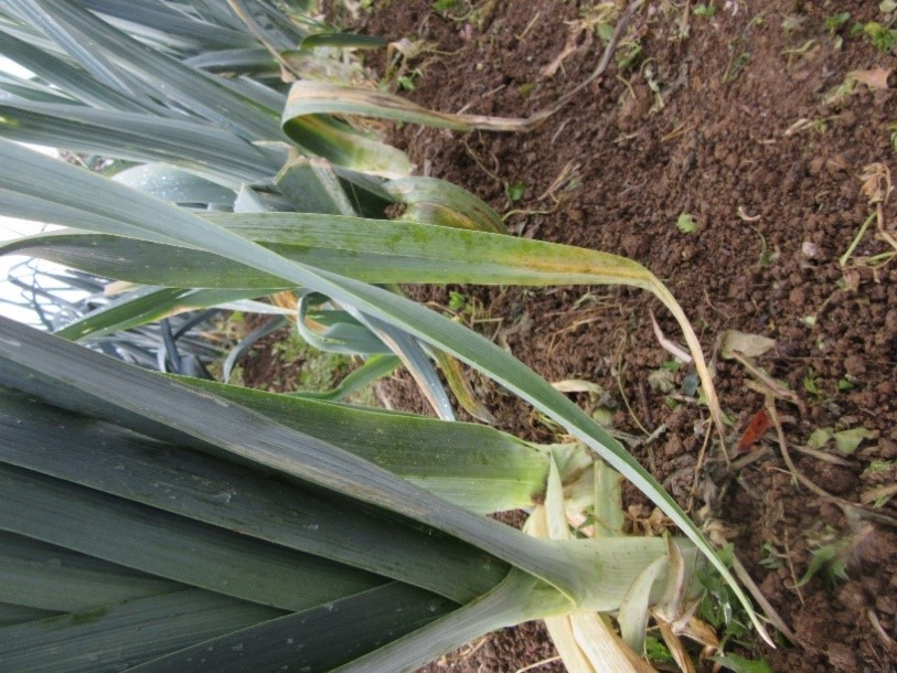 Let‘s spread western vegetables in Iwate! | Iwate & the ILC