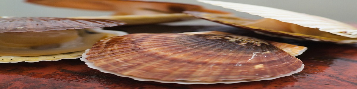 Summer and Winter – The Season for Scallops | Iwate & the ILC