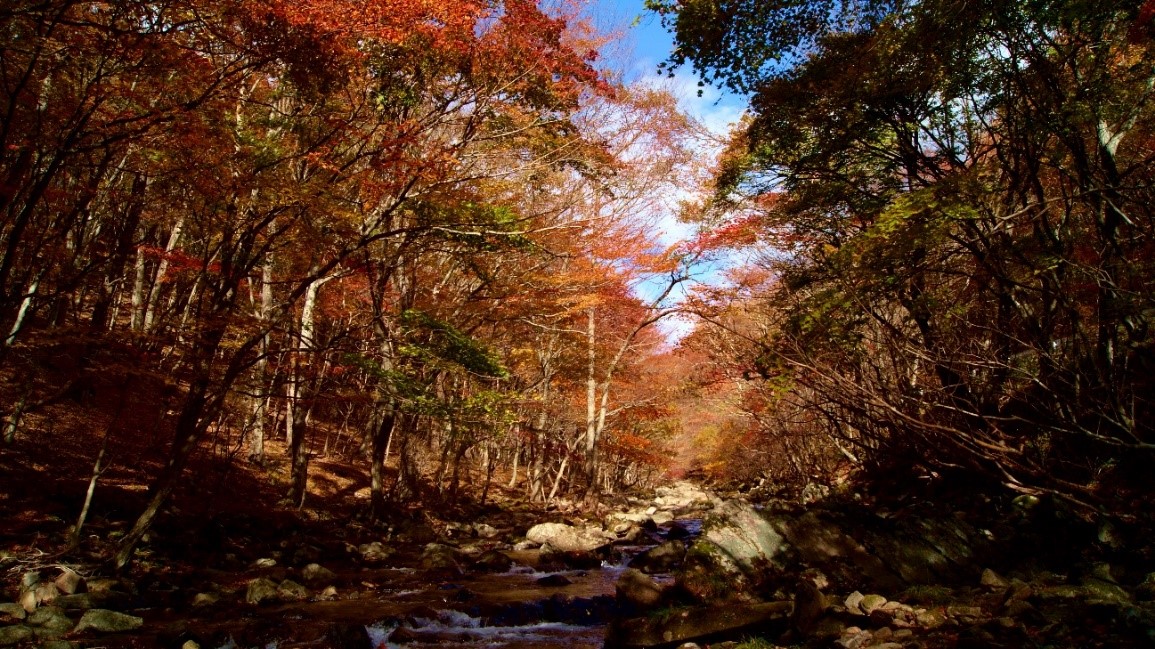 Taking a Breather with a Nature Walk in Ofunato | Iwate & the ILC