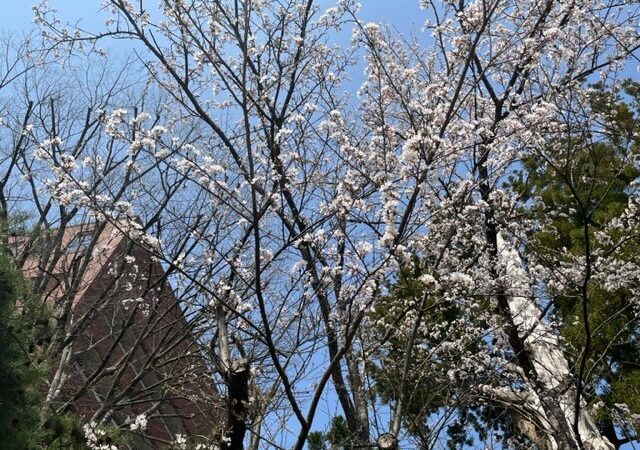 The Sakura of Oshu | Iwate & the ILC