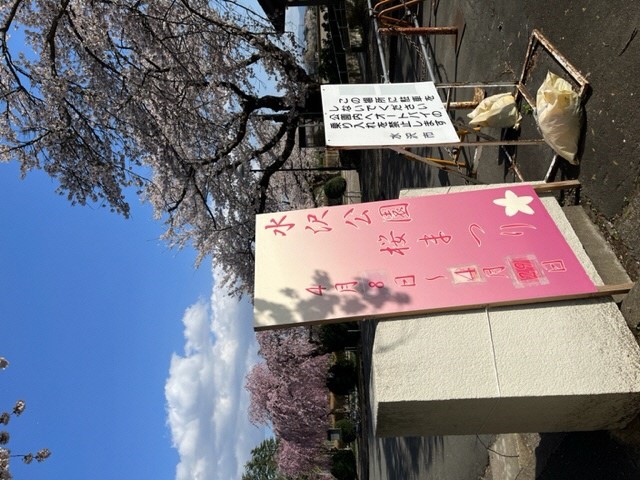 The Sakura of Oshu | Iwate & the ILC