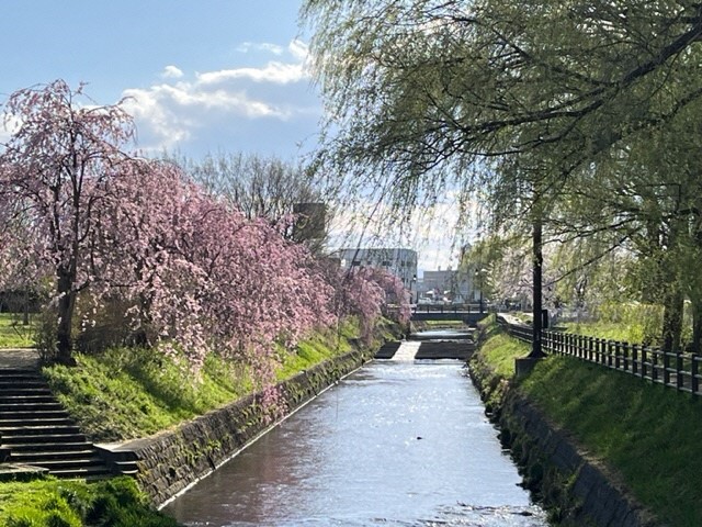 The Sakura of Oshu | Iwate & the ILC