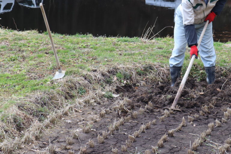 From field to table, how rice is made | Iwate & the ILC