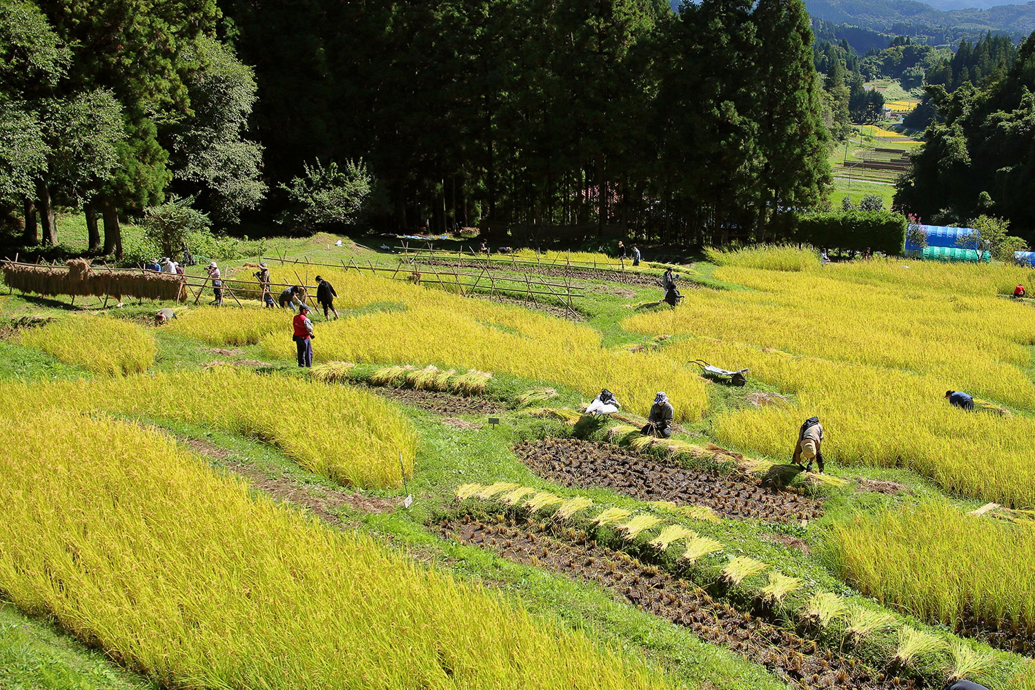 From field to table, how rice is made | Iwate & the ILC