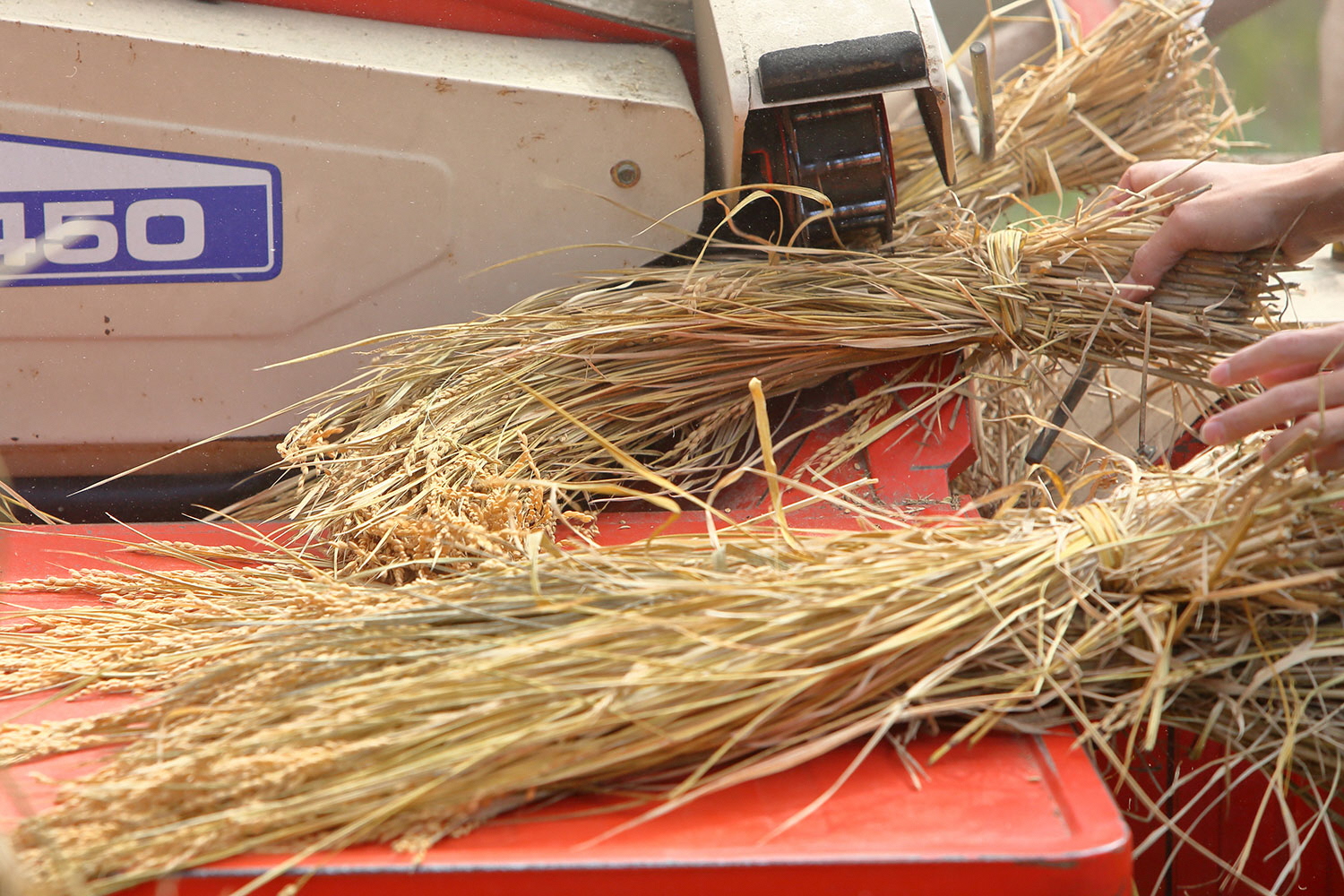 From field to table, how rice is made | Iwate & the ILC