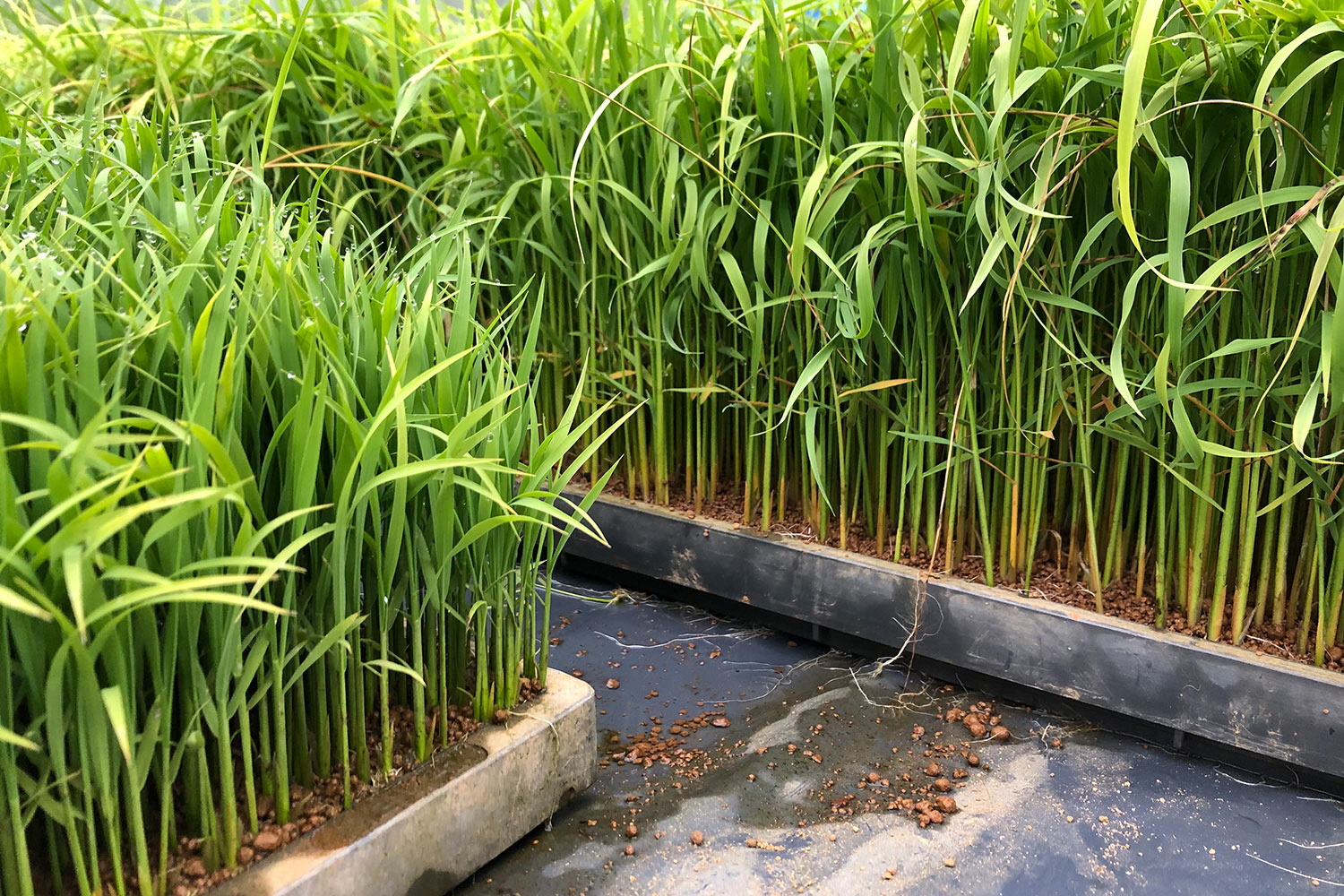 From field to table, how rice is made | Iwate & the ILC