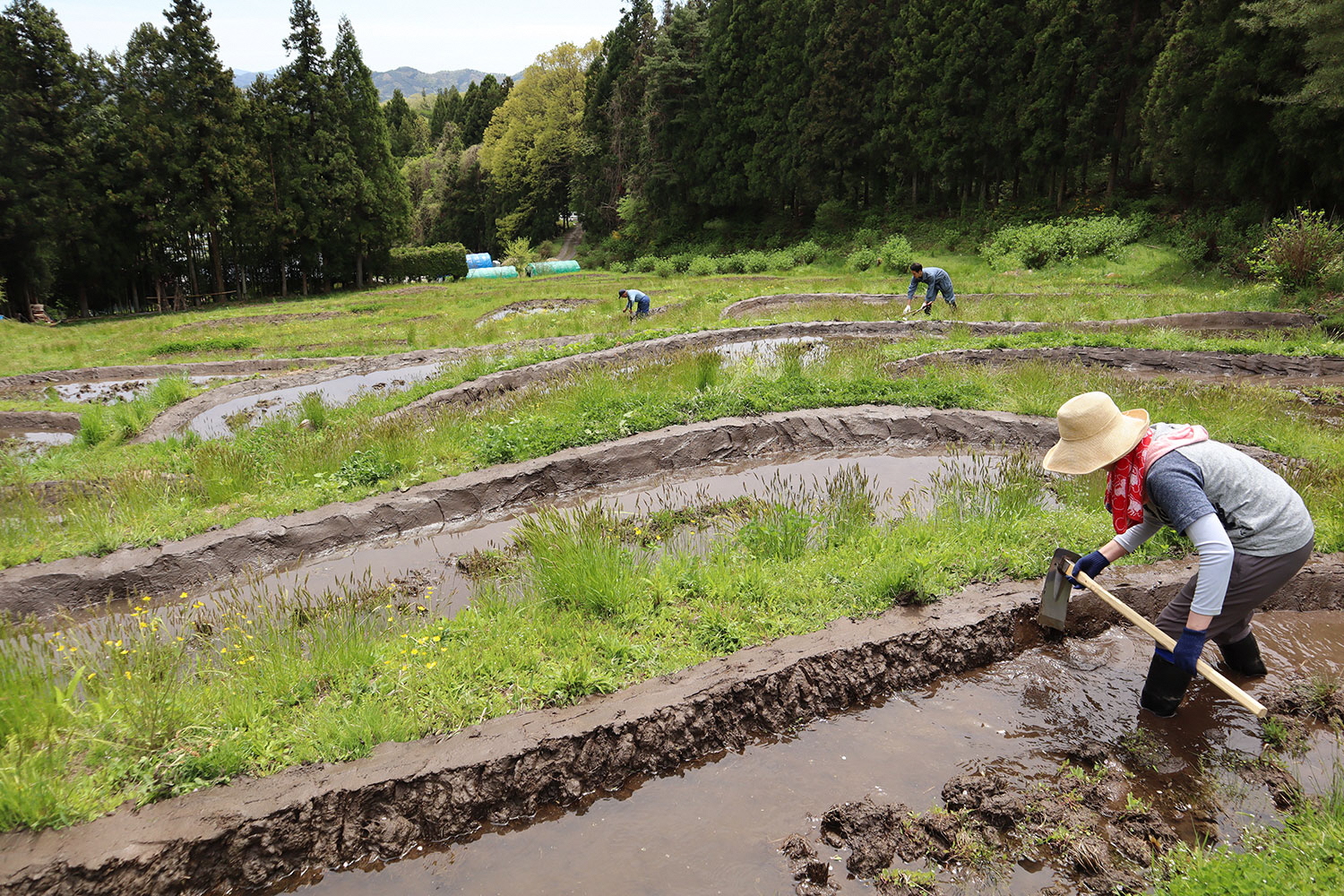 From field to table, how rice is made | Iwate & the ILC