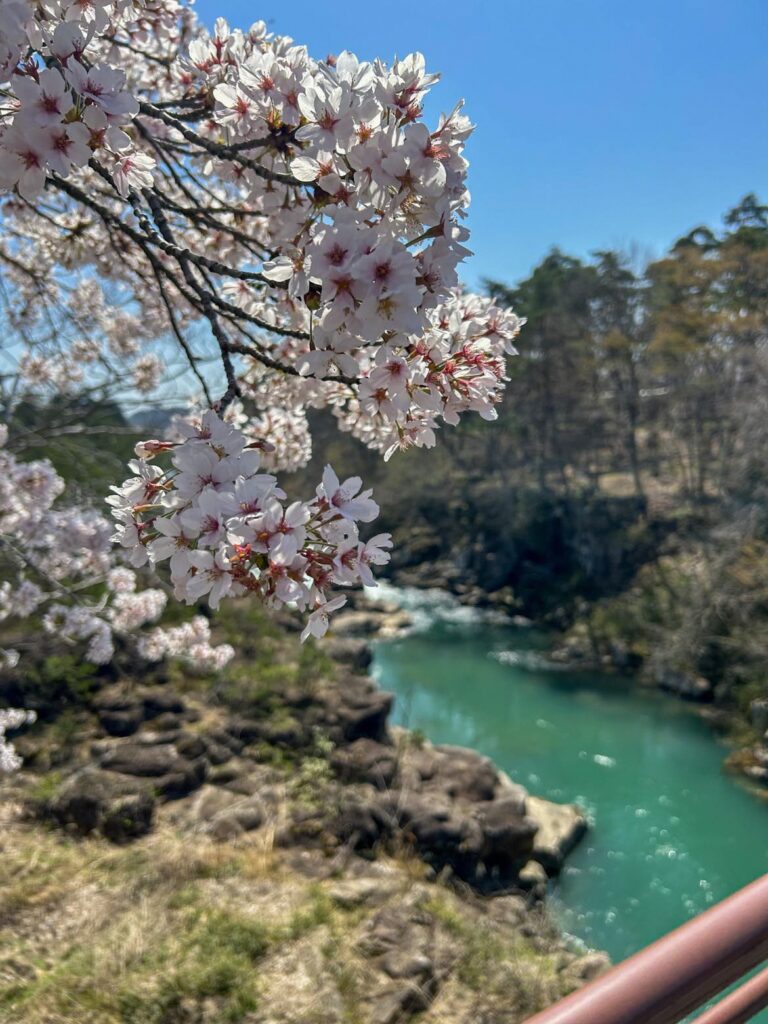 Flowers over Dango? Genbikei Gorge | Iwate & the ILC